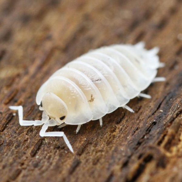 5x Crystal White Isopod, Porcellio Laevis | Bug Pets LTD