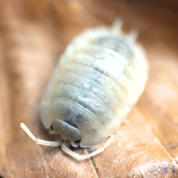 5x Crystal White Isopod, Porcellio Laevis | Bug Pets LTD