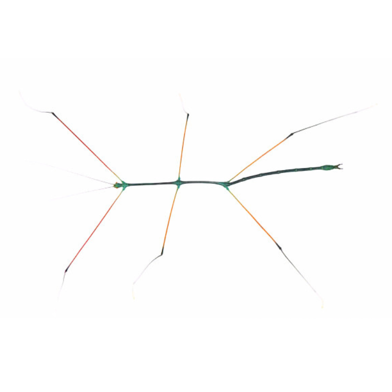 Blue Stick Insect, Ramulus Nematodes | Bug Pets LTD