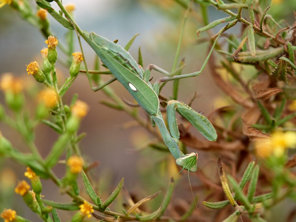 Giant African Mantis, Sphrodomantis Lineola | Bug Pets LTD