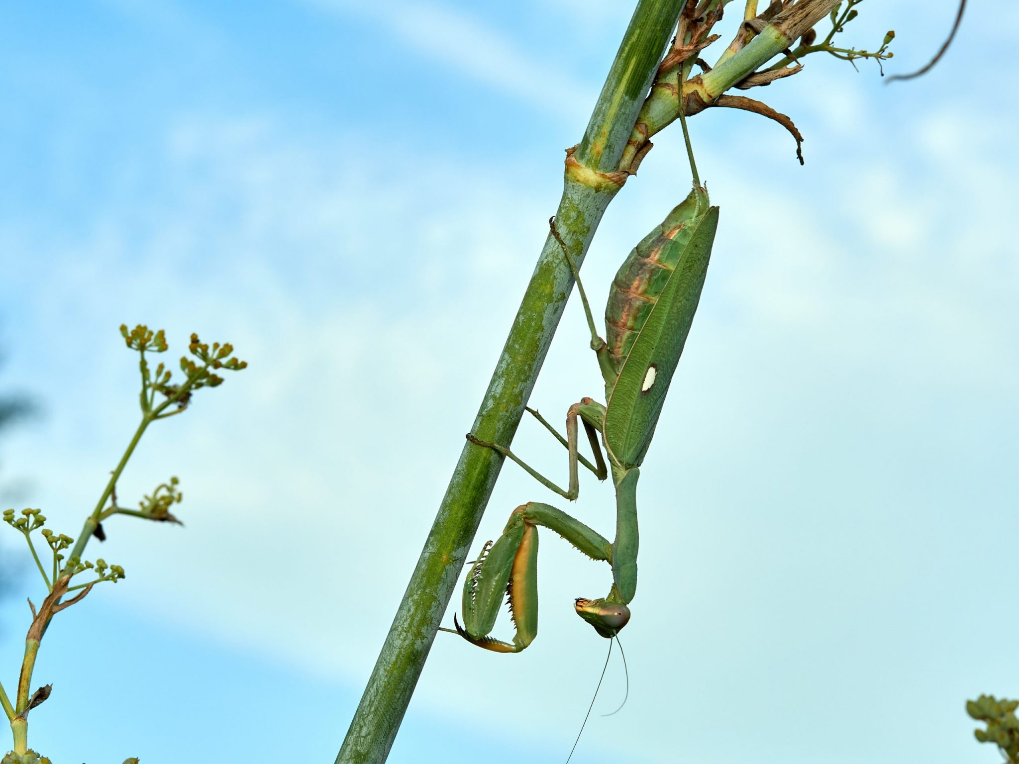 Giant African Mantis, Sphrodomantis Lineola | Bug Pets LTD