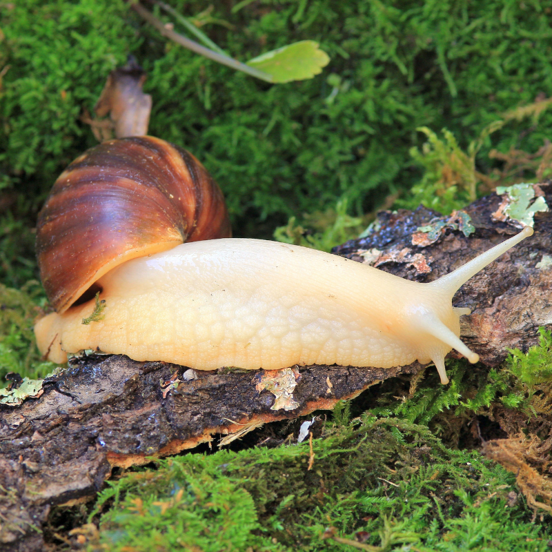 Jade Giant African Land Snail, Achatina Fulica | Bug Pets LTD