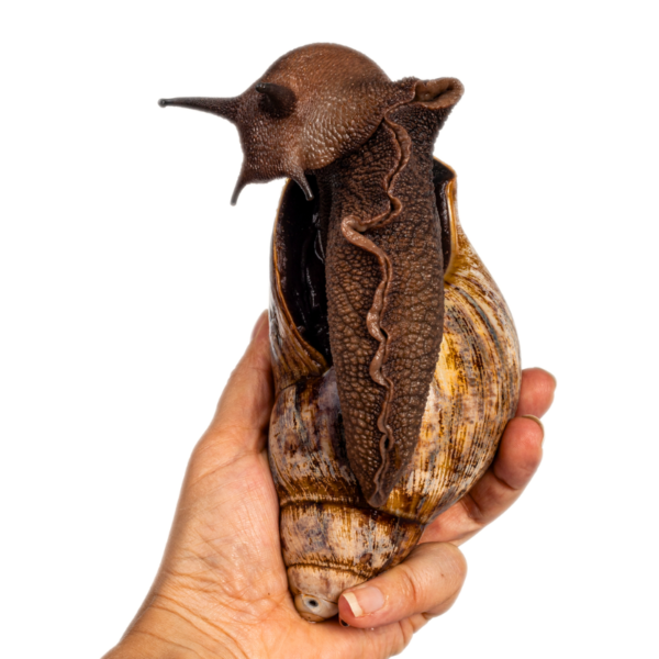 Giant West African Land Snail, Archatina Marginata | Bug Pets LTD