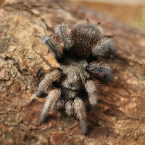 Sub-Adult Arizona Blonde Tarantula, Aphonopelma Chalcodes | Bug Pets LTD