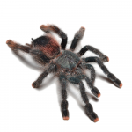 Sub-Adult Pink-Toe Tarantula, Avicularia Avicularia | Bug Pets LTD