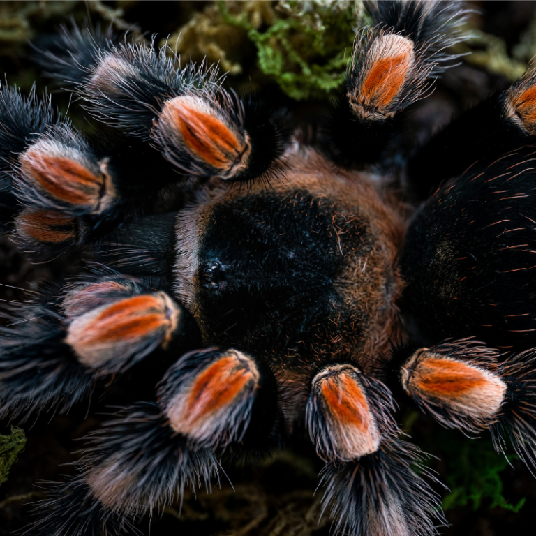 Sub-Adult Mexican Red Knee Tarantula, Brachypelma Hamorii | Bug Pets LTD
