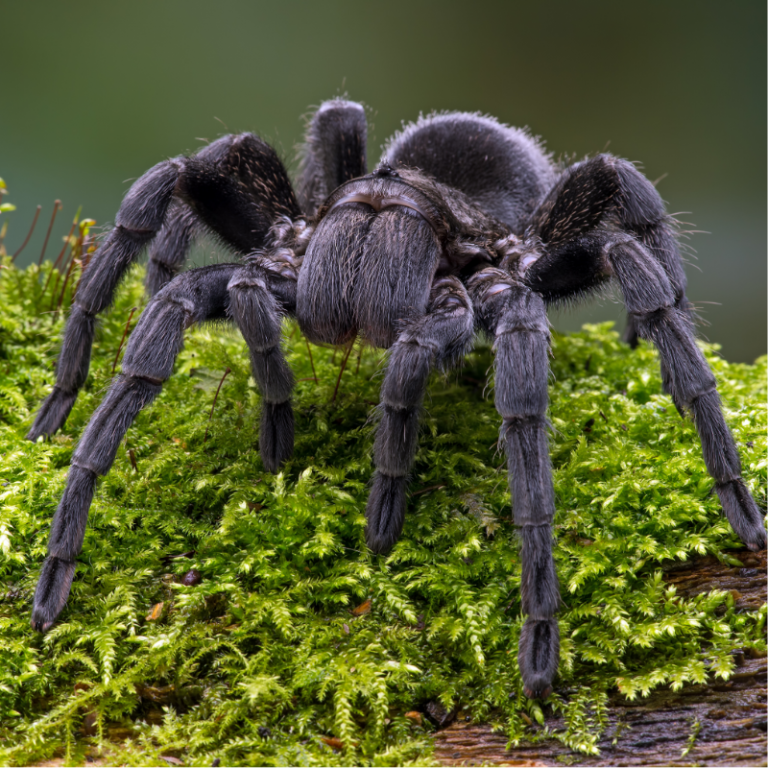 Sub-Adult Brazilian Black Tarantula, Grammostola Pulchra | Bug Pets LTD