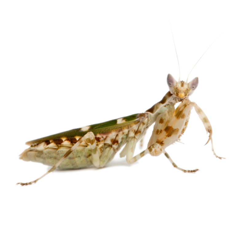Yunnan Flower Mantis, Creobroter Sp. | Bug Pets LTD