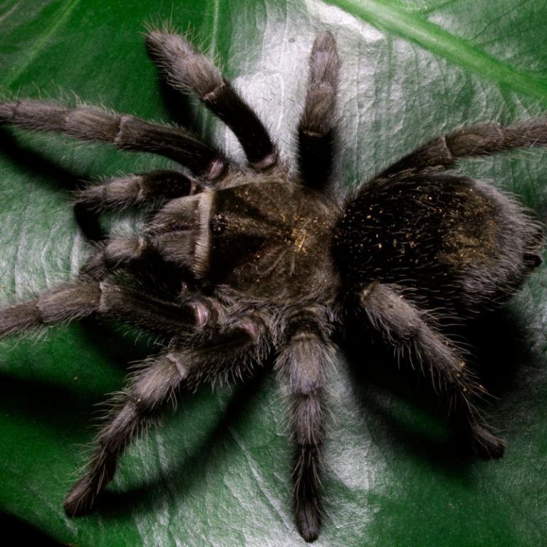Sub-Adult Brazilian Black Tarantula, Grammostola Pulchra | Bug Pets LTD