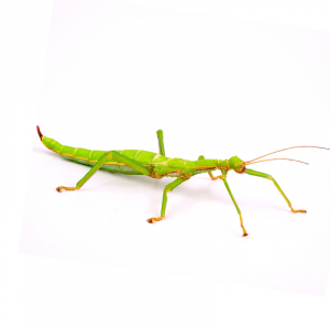 Green Bean Stick Insect, Diapherodes Gigantea | Bug Pets LTD