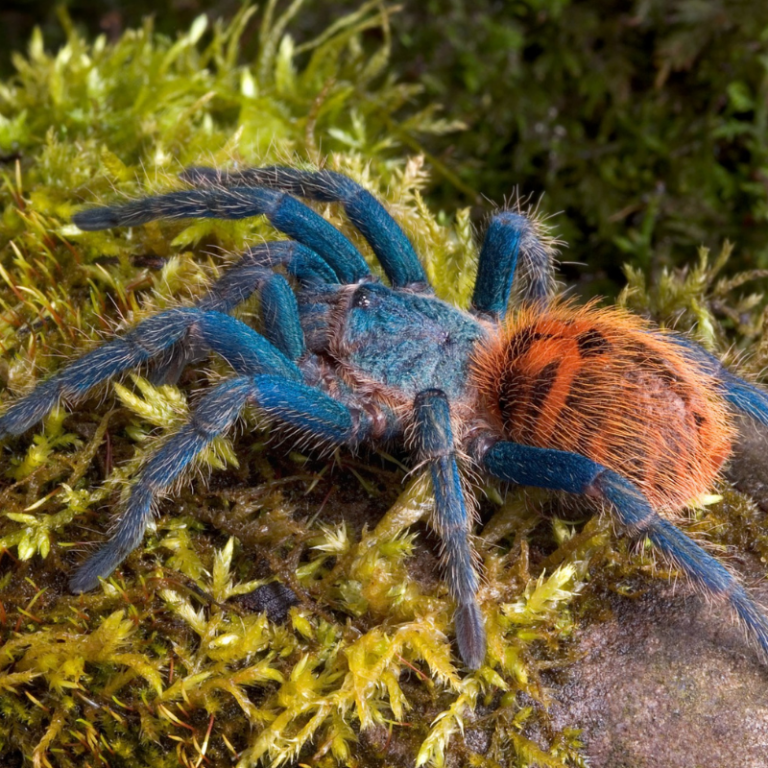 Sub-Adult Green Bottle Blue Tarantula, Chromatopelma Cyaneopubescens ...