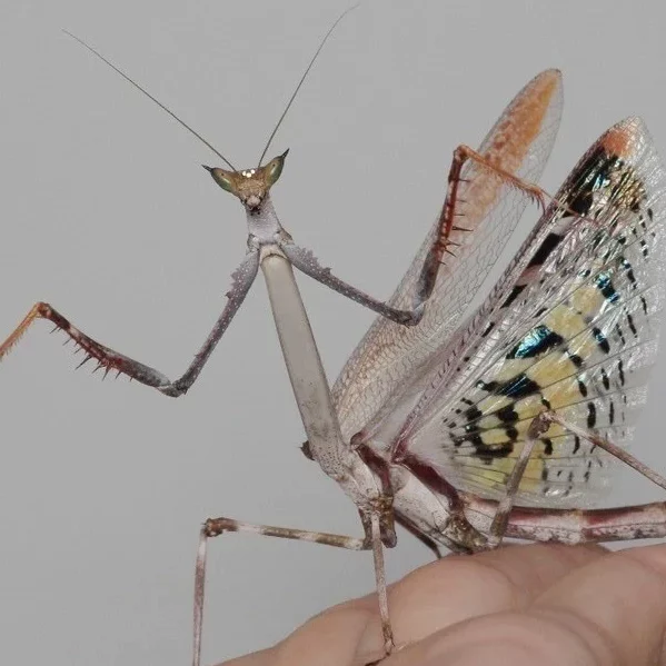 Cat Eye Mantis, Heterochaeta Orientalis | Bug Pets LTD