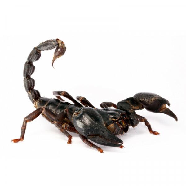 Giant Asian Forest Scorpion, Heterometrus SP. | Bug Pets LTD