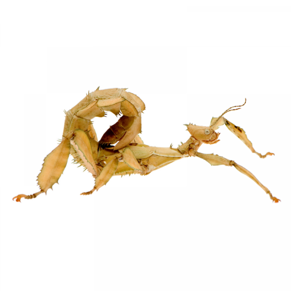 Giant Prickly Stick Insect, Extatosoma Tiaratum | Bug Pets LTD
