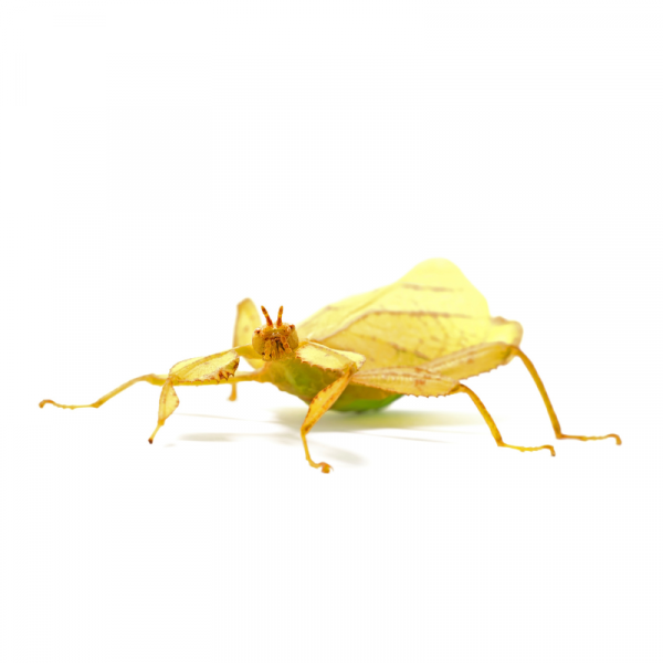 Leaf Insect, Phyllium Philippinicum | Bug Pets LTD