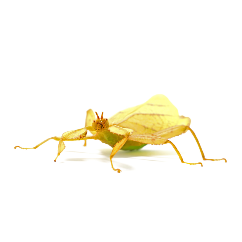 Leaf Insect, Phyllium Philippinicum | Bug Pets LTD