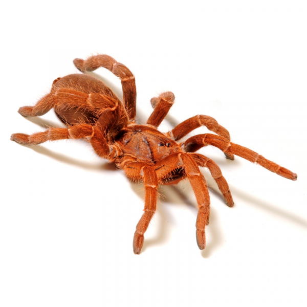 Sub-Adult Orange Bitey Thing, Pterinochilus Murinus | Bug Pets LTD