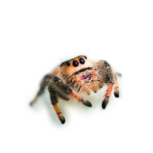 Regal Jumping Spider, Phidippus Regius | Bug Pets LTD