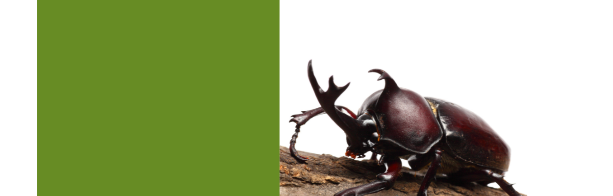 Giant Asian Mantis Care Guide | Bug Pets LTD