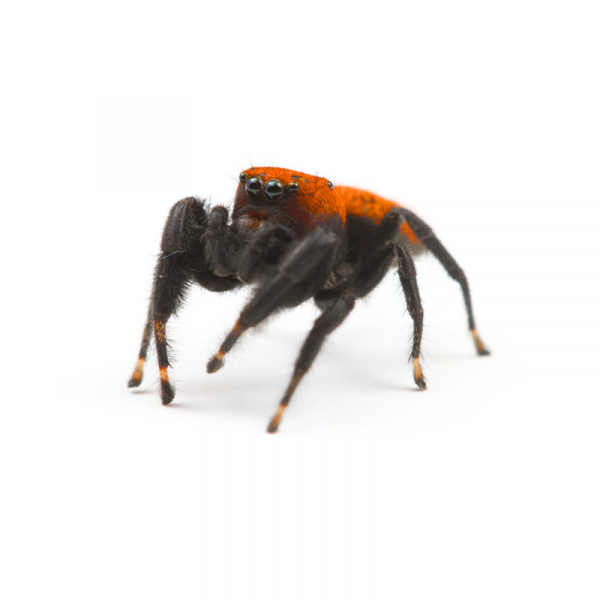 Apache Jumping Spider, Phidippus Appacheanus | Bug Pets LTD