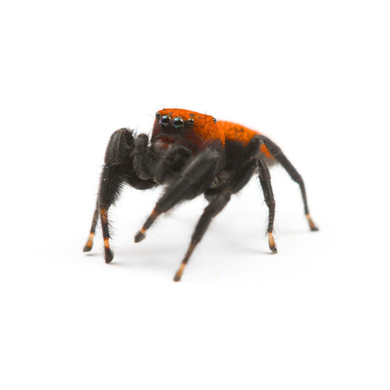 Apache Jumping Spider, Phidippus Appacheanus | Bug Pets LTD