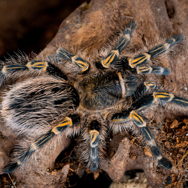Sub-Adult Chaco Golden Knee Tarantula | Bug Pets LTD