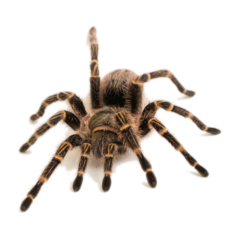 Sub-Adult Chaco Golden Knee Tarantula | Bug Pets LTD