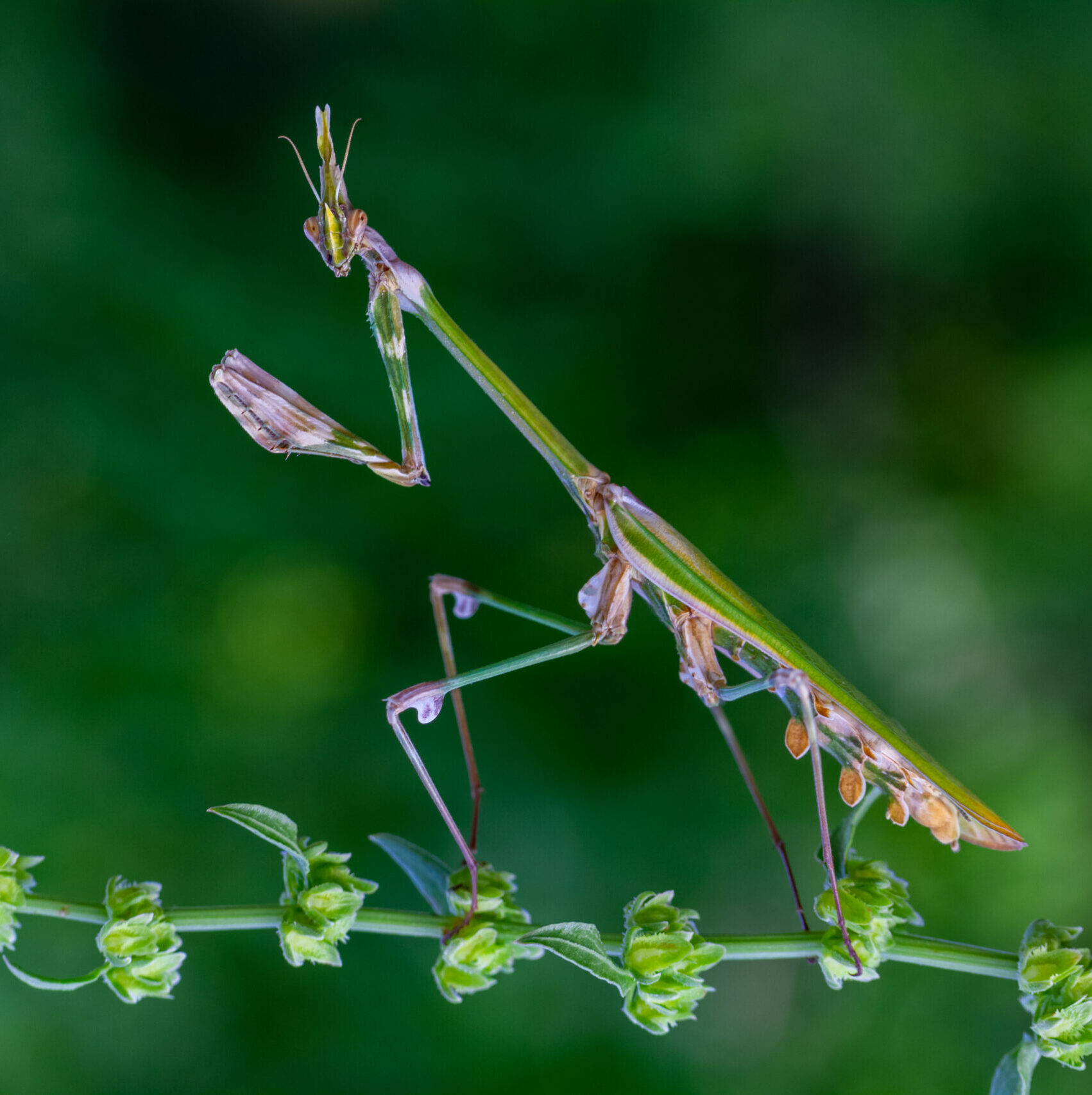 Conehead Mantis, Empusa Hedenborgii | Bug Pets LTD