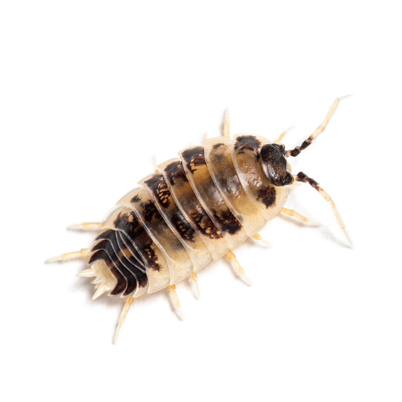 Springtails & Isopods | Next-Day UK Delivery | Bug Pets LTD