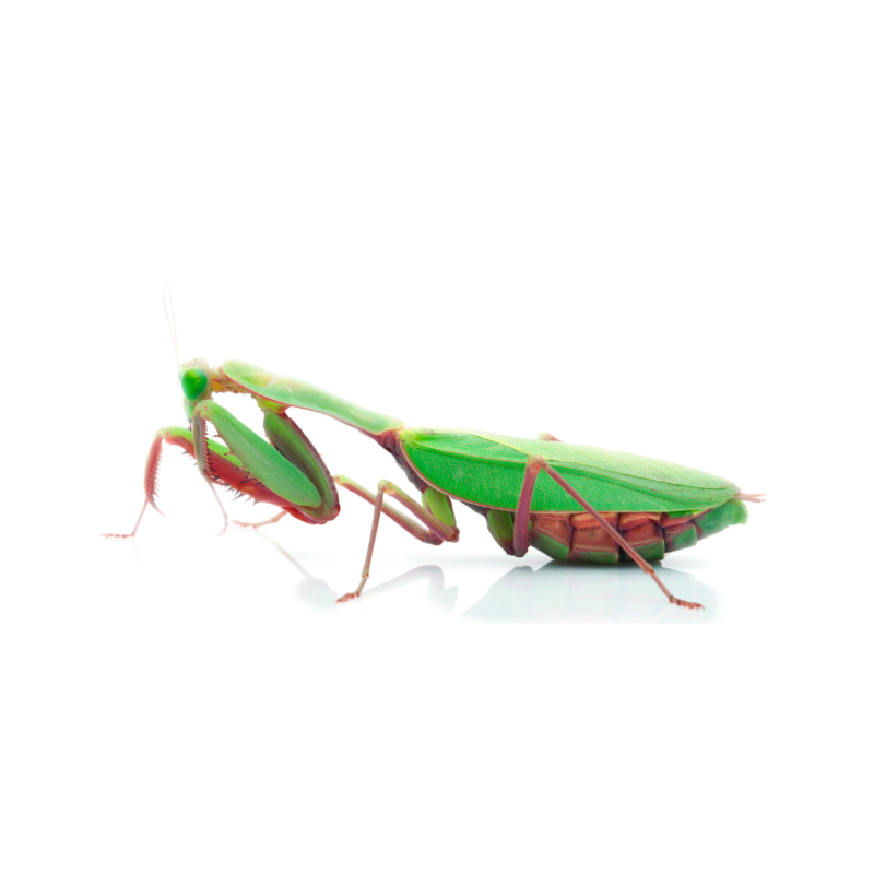 Giant Rainforest Mantis, Hierodula Majuscula | Bug Pets LTD