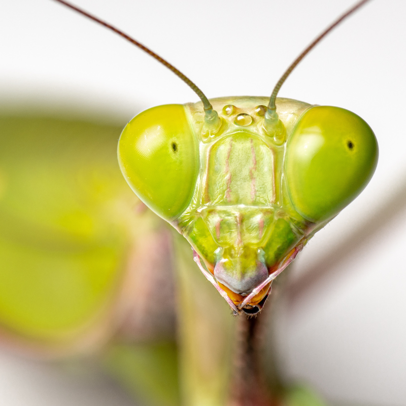 Giant Rainforest Mantis, Hierodula Majuscula | Bug Pets LTD