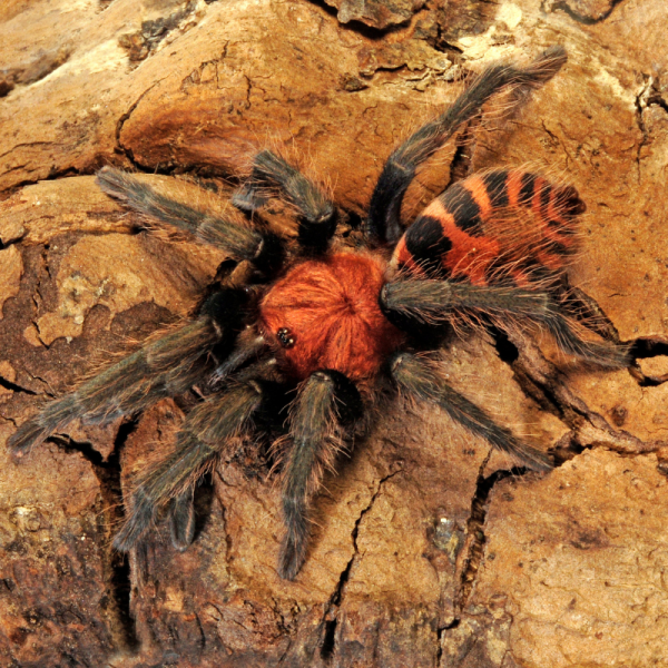Sub-Adult Tiger Rump Tarantula, Davus Pentaloris | Bug Pets LTD