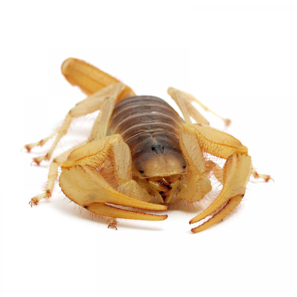 Desert Hairy Scorpion, Hadrurus Arizonensis | Bug Pets LTD