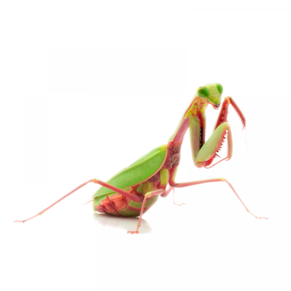 Giant Rainforest Mantis, Hierodula Majuscula | Bug Pets LTD