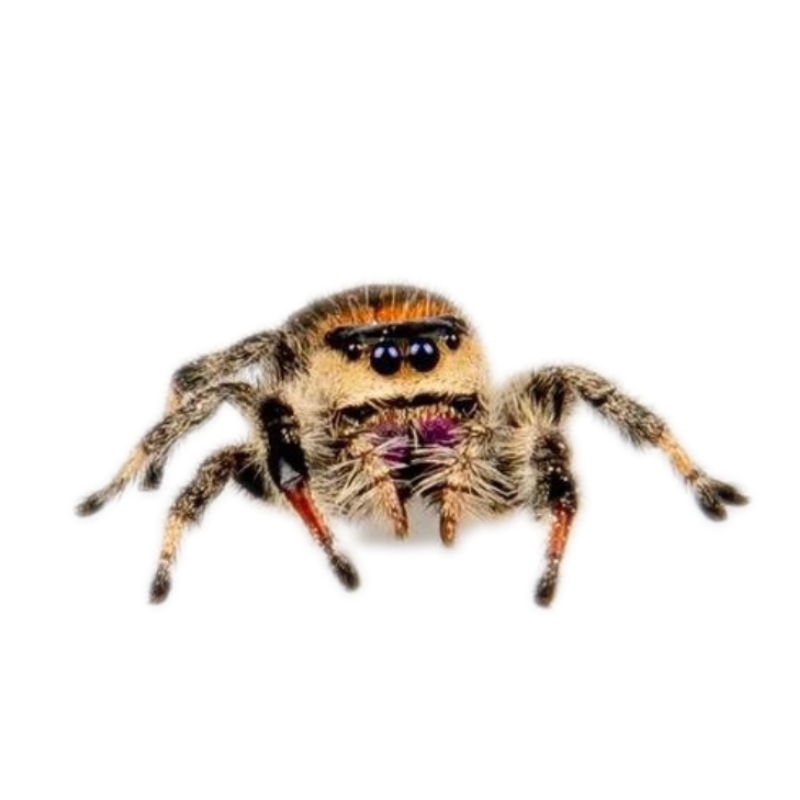 Isla De La Juventus Jumping Spider, Phidippus Regius | Bug Pets LTD