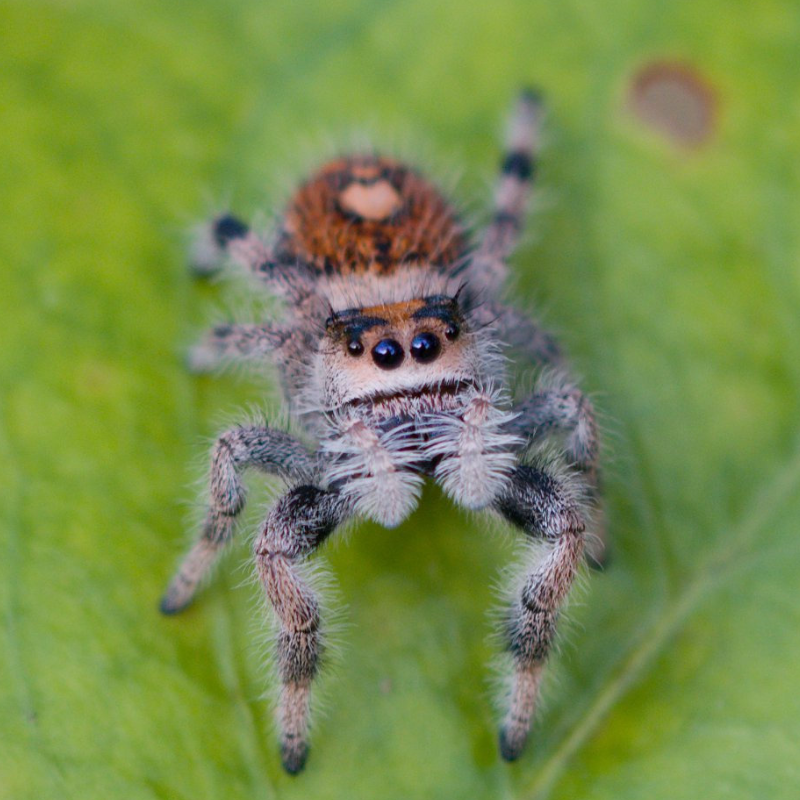 Isla De La Juventus Jumping Spider, Phidippus Regius | Bug Pets LTD