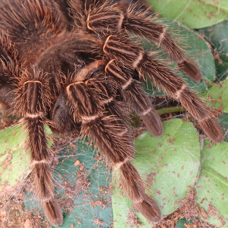Salmon Pink Bird Eating Tarantula, Lasiodora Parahybana | Bug Pets LTD