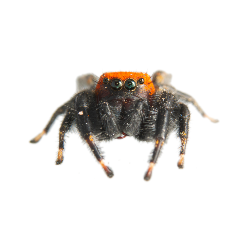 Pet Jumping Spiders | Next-Day UK Delivery | Bug Pets LTD LTD