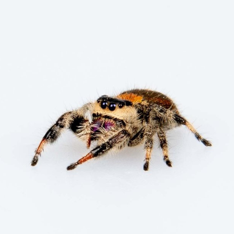 Isla De La Juventus Jumping Spider, Phidippus Regius | Bug Pets LTD