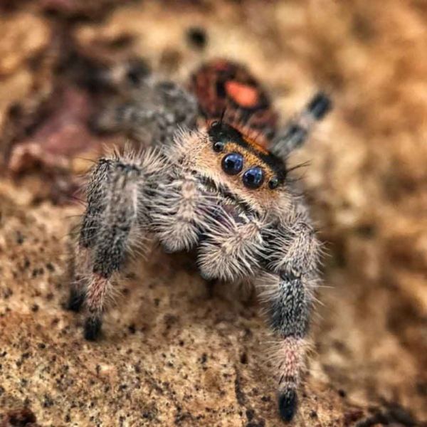 Isla De La Juventus Jumping Spider, Phidippus Regius | Bug Pets LTD