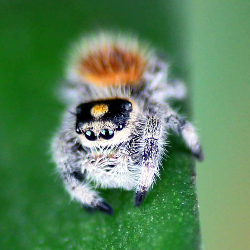 Soroa Jumping Spider, Phidippus Regius | Bug Pets LTD