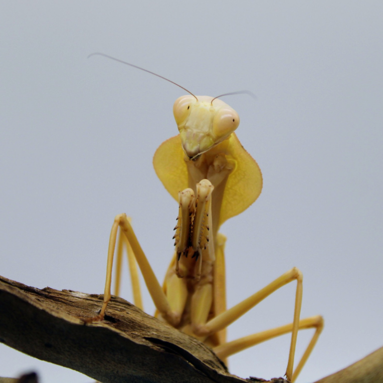 Timor Shield Mantis, Rhombodera Kirbyii | Bug Pets LTD