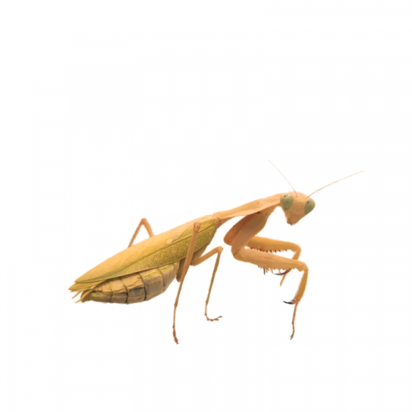 Timor Shield Mantis, Rhombodera Kirbyii | Bug Pets LTD