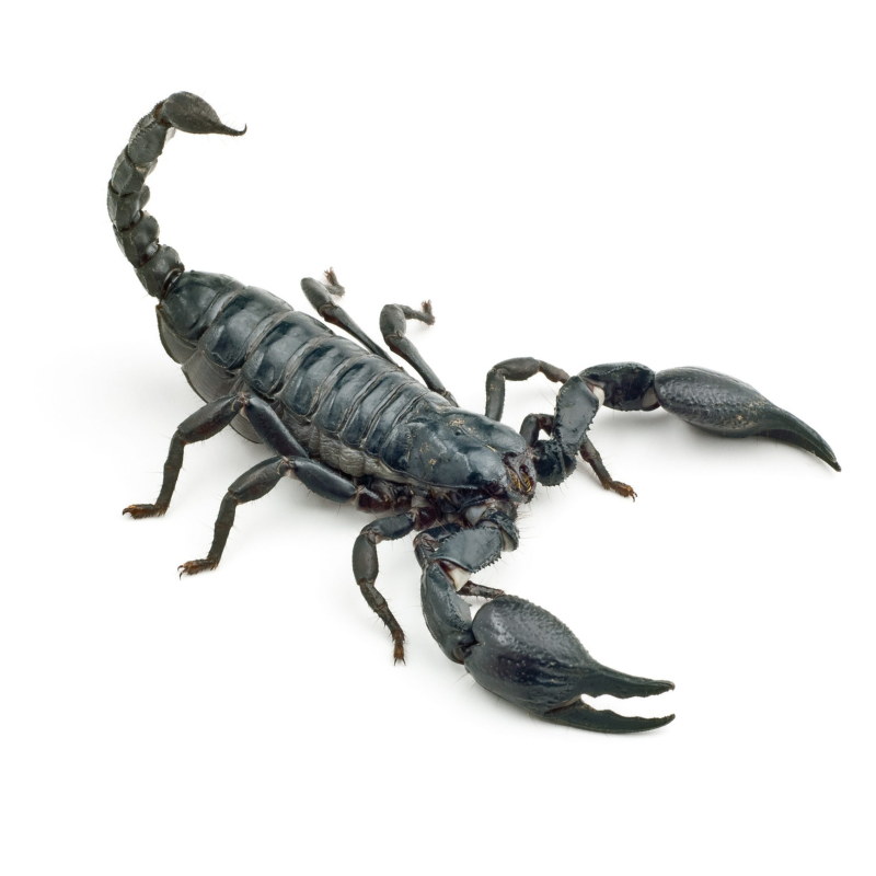 Pet Scorpions | Next-Day UK Delivery | Bug Pets LTD LTD