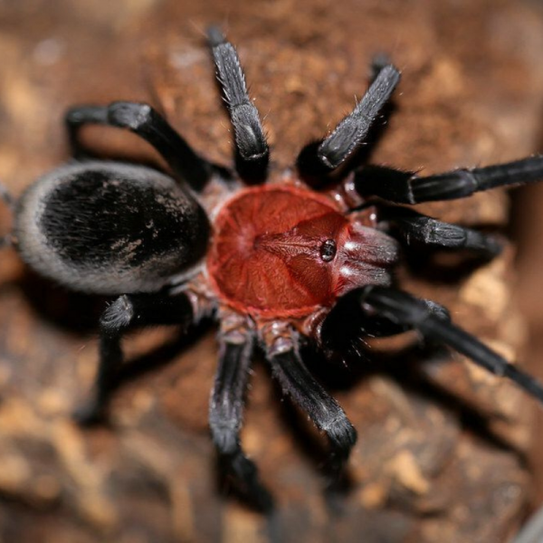 Red Head Tarantula, Bumba Horrida | Bug Pets LTD