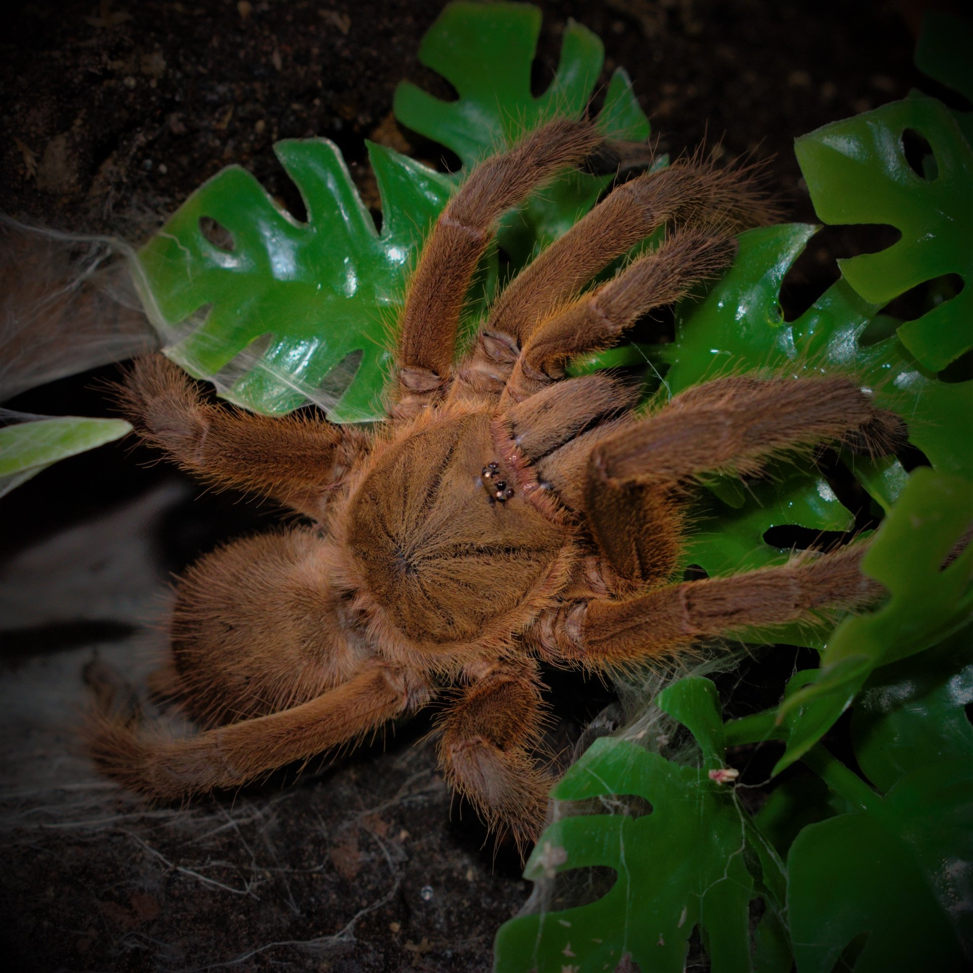 Asian Fawn Tarantula, Chilobrachys Huahini | Bug Pets LTD