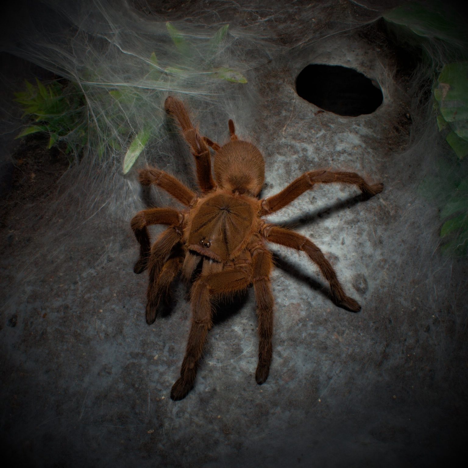 Asian Fawn Tarantula, Chilobrachys Huahini | Bug Pets LTD