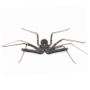 Western Tailless Whip Scorpion, Damon Medius | Bug Pets LTD
