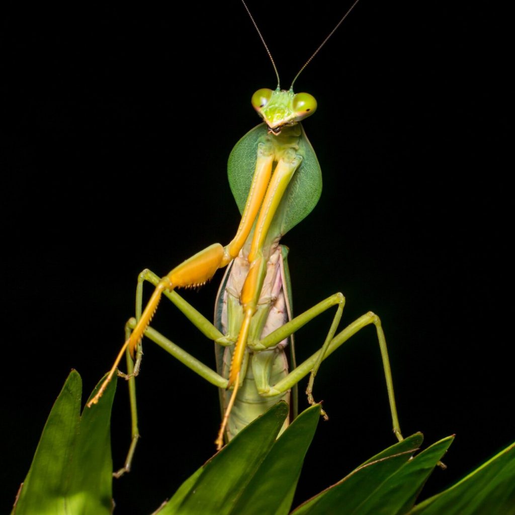 Giant Shield Mantis, Rhombodera Sp. | Bug Pets LTD