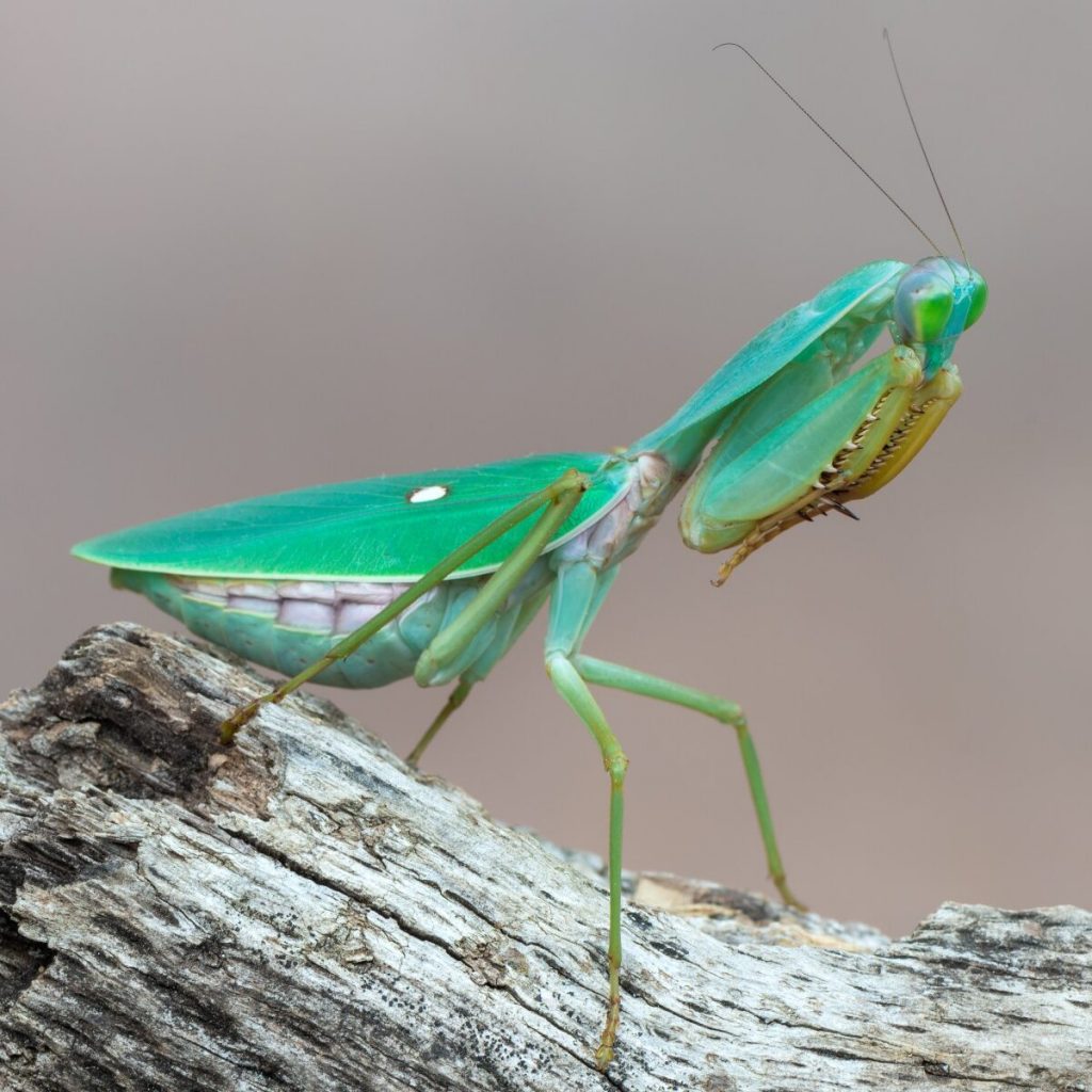 Giant Shield Mantis, Rhombodera Sp. | Bug Pets LTD